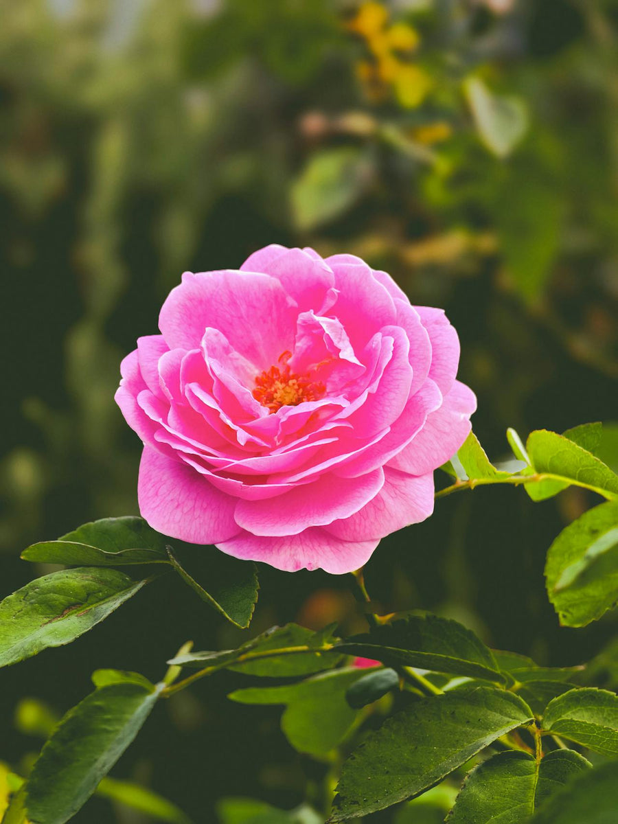 Sun and water needs of popular flower varieties – Flowerbee HK Florist - Hong Kong Flowers ...