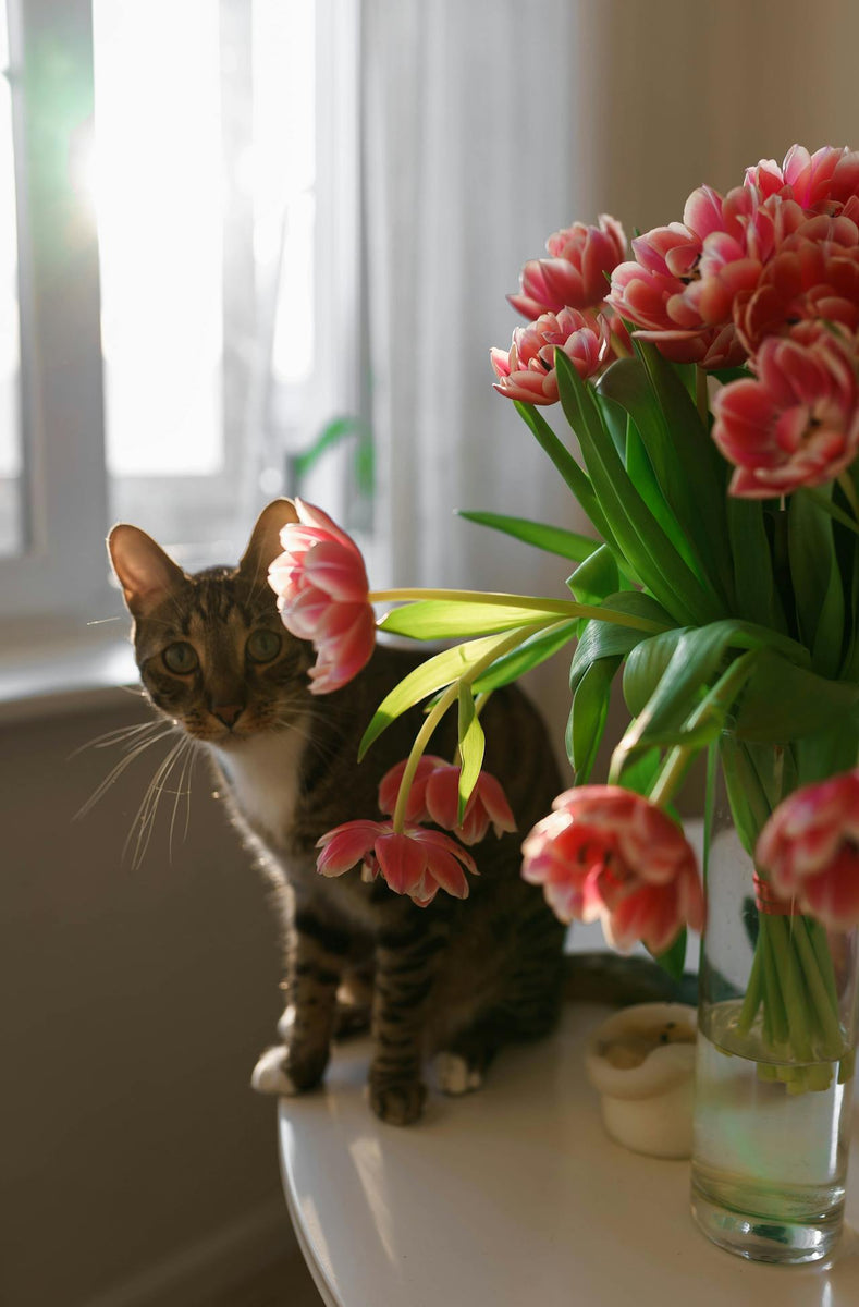 Cat-Safe Cut Flowers – Flowerbee HK Florist - Hong Kong Flowers - Hong ...