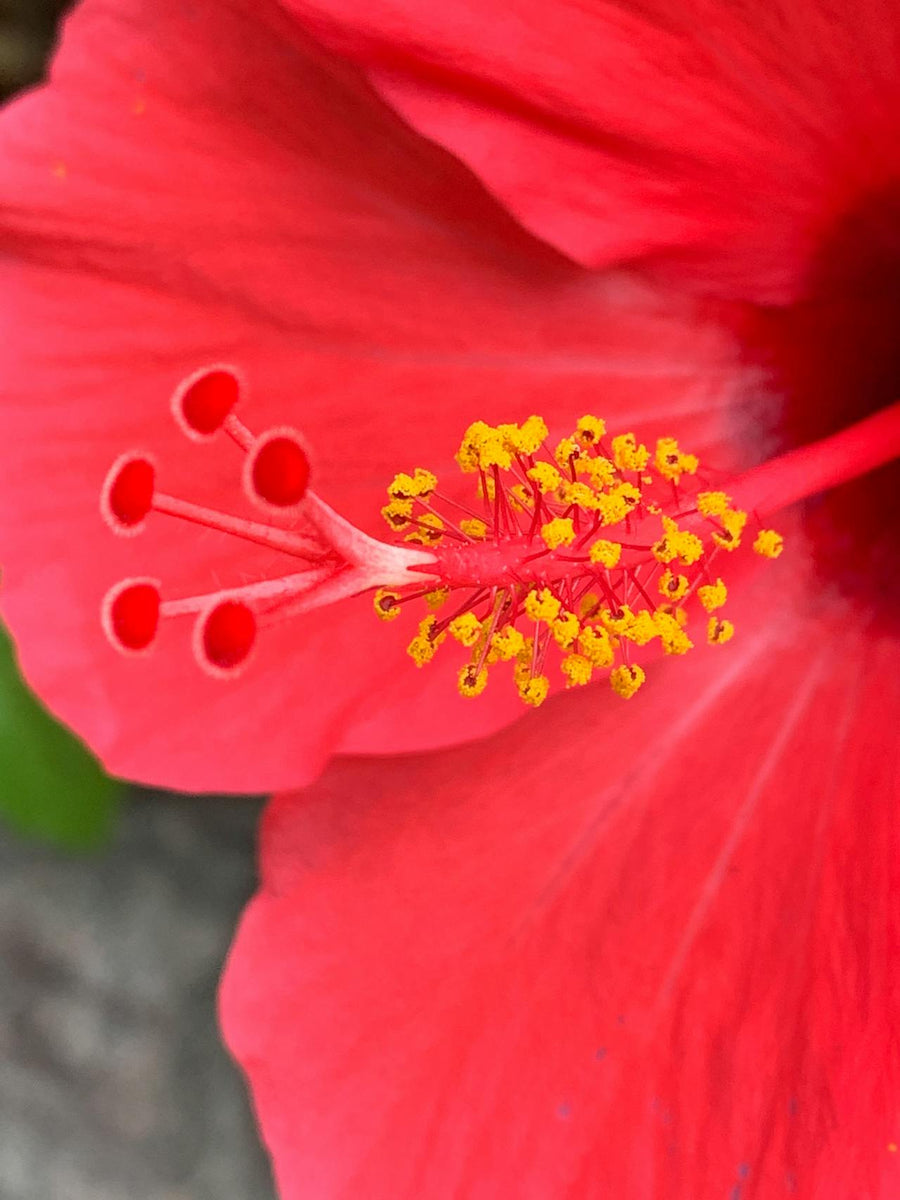 Compact guide to 48 hours in Hong Kong – Flowerbee HK Florist - Hong ...